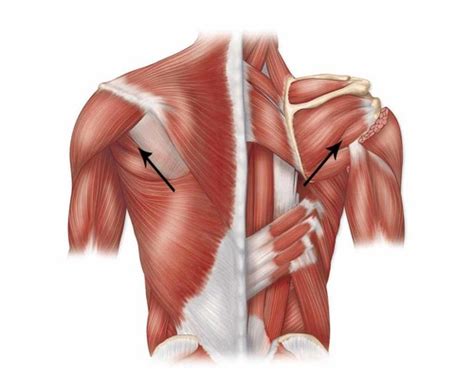 Shoulder Rotator Cuff Flashcards Quizlet