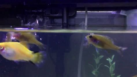 Topwater Feeding Frenzy Youtube