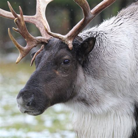 Caribou Renne Habitat Migration Bois Alimentation Et Statut
