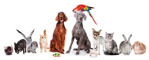 Small Animal Teaching Hospital Chulalongkorn University