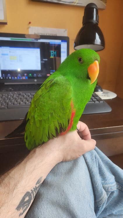 The Only Coworker Whom I Dont Dislike Rparrots
