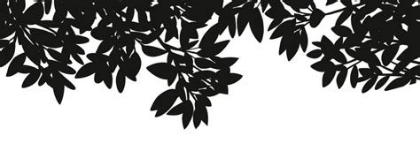 Leaves Shadow Pngs For Free Download