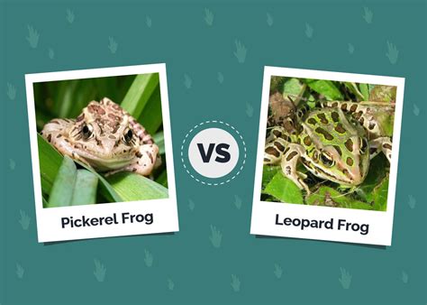 Pickerel Frog Vs Leopard Frog The Differences With Pictures Hepper