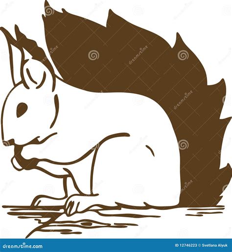 Vector Set Of Squirrel Illustrations Front And Side View Postraits