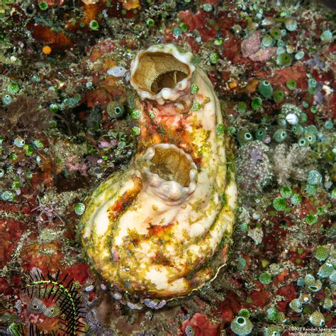 Polycarpa Sp3 Polycarpa Sp3 Spanglers Scuba