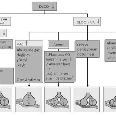 Pdf Diffusing Capacity