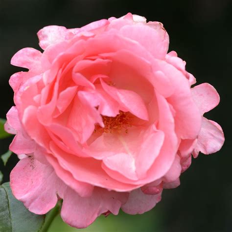 Gräfin Bettina Bernadotte ® | Rose, intensiv rosa & violett, 80-100 cm ...