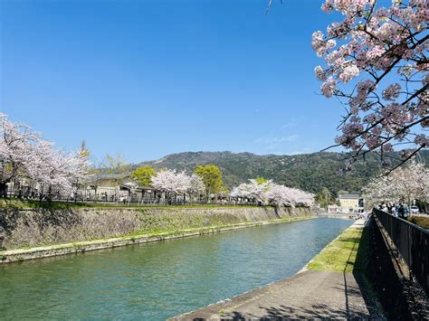 京都のまち オンリーガイド on Twitter 京都市左京区岡崎琵琶湖疏水です 疏水沿いの桜も満開です お客様と疏水沿いを歩き