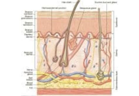 Depth Of Cosmetic Tattooing Explained Juvessentials