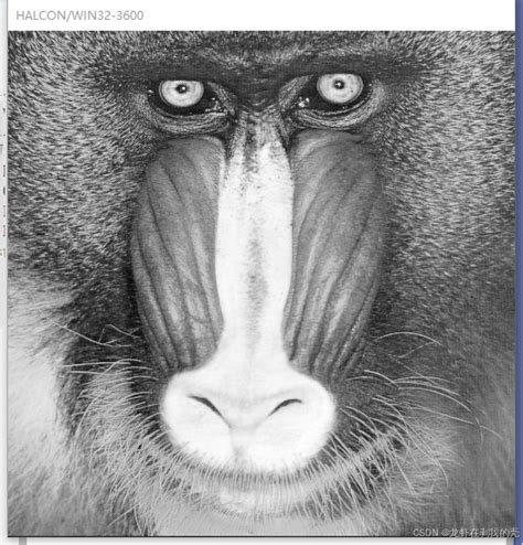 Vs2019配置halcon的c环境配置教程 Csdn博客