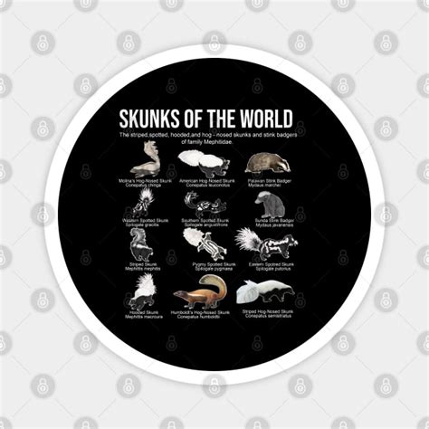 Skunks Of The World Infographic Animal Species Chart Skunk Magnet