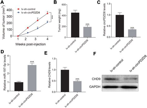 Circpdzd8 Promotes Gastric Cancer Progression By Regulating Chd9 Via