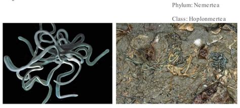 Invertebrate Id Flashcards Quizlet