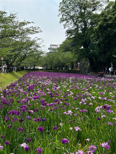 おおむら花菖蒲まつり えーちゃんのブログ