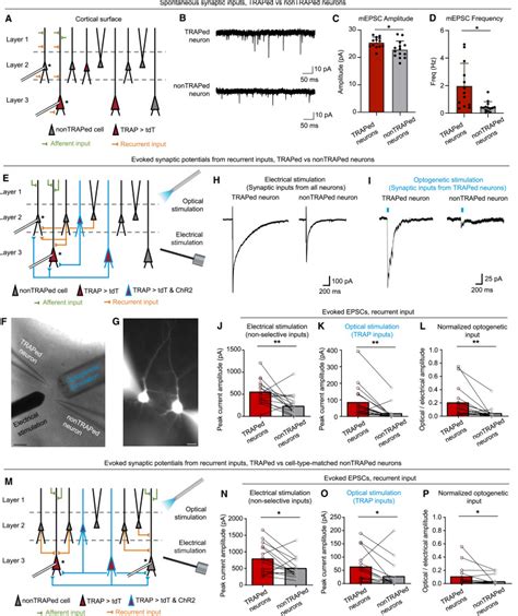 Embryonically Active Piriform Cortex Neurons Promote Intracortical