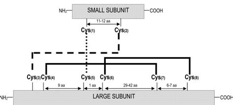 Schematic Representation Of The Disulphide Bond Patterns Formed Between