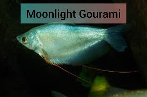 Moonlight Gourami Svr Aquatics Transhipping Services