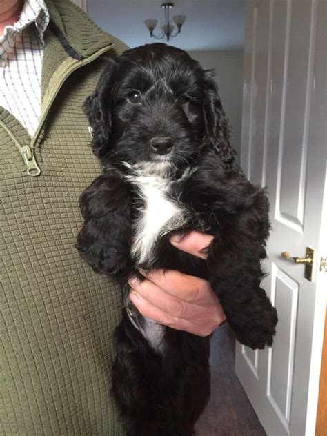 Toy Cockapoo Puppies In Rowlands Gill Tyne And Wear Gumtree