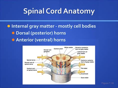 The Nervous System Ppt Download