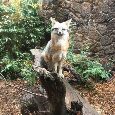 Ms Closet Lokimon Poshmark