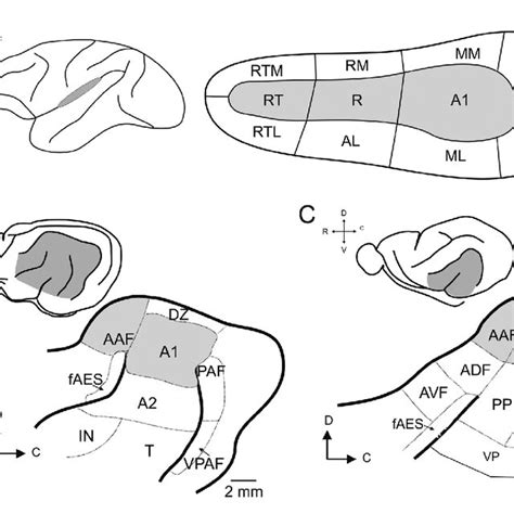 Auditory Cortex In The Macaque Cat And Ferret A Macaque Auditory