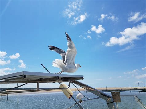 Seagull At The Port Free Image Download