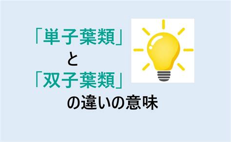 単子葉類と双子葉類の違いの意味を分かりやすく解説 意味違い辞典