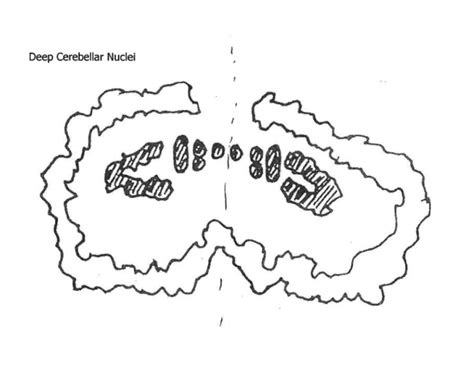 Horizontal Cut Deep Cerebellar Nuclei Quiz
