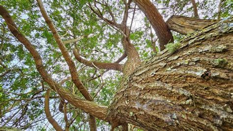 Tree Stem And Branches With Textured Bark Stock Image Image Of