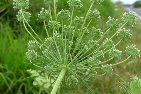Ammi Majus
