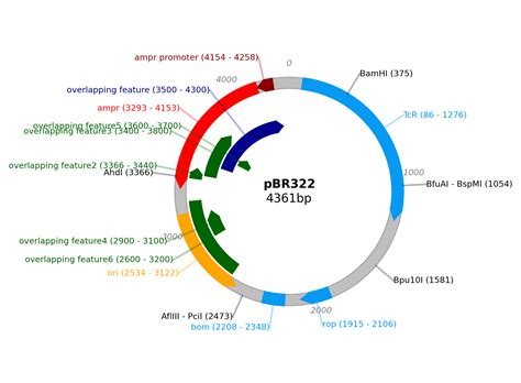 What Is Plasmidcanvas — Plasmidcanvas 1 0 0 Documentation
