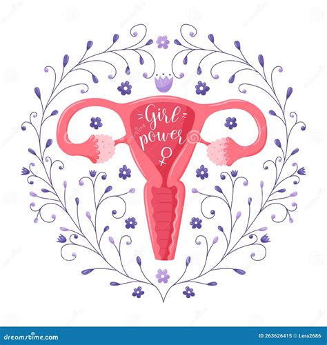 The Shape Of The Uterus The Female Reproductive Organ Uterus