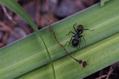 How Ants Communicate Through Pheromones