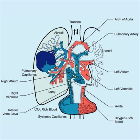 Overview Of The Circulatory System Structure Function And