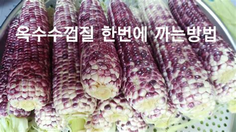 옥수수껍질 한번에 까는방법 옥수수 맛있게삶는법찰옥수수 면역력에중금속제거에 아낌없이주는 옥수수 Youtube