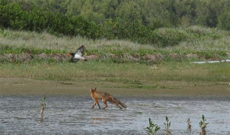 Conservation Fox Threat Abatement Plan Nsw National Parks
