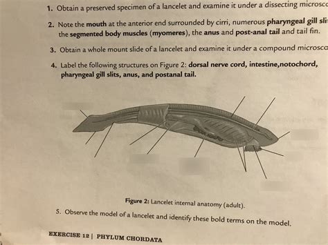 Lancelet Internal Label Diagram Quizlet