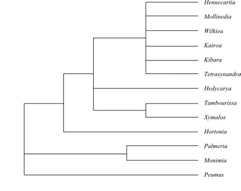 Laurales Perleb Main Tree Synapomorphies
