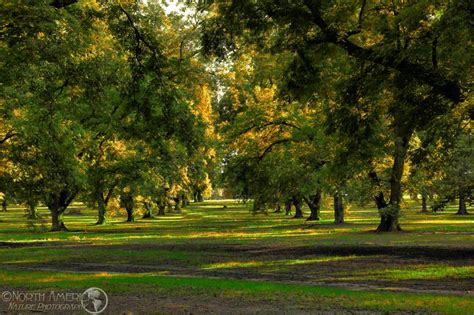 Heres A Photo I Took While Driving By One Of The Many Pecan Orchards