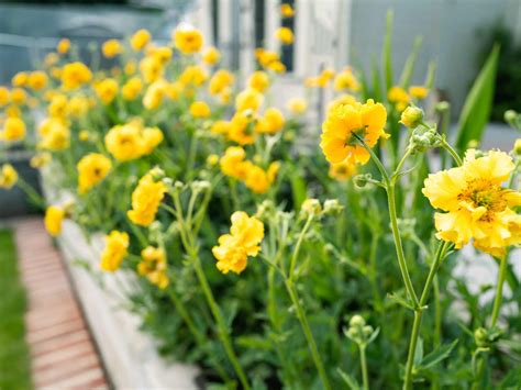 What Is A Geum Plant At Charli Blamey Blog