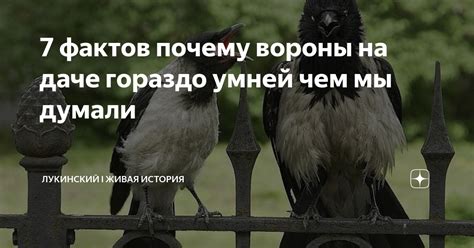 7 фактов почему вороны на даче гораздо умней чем мы думали | Лукинский ...