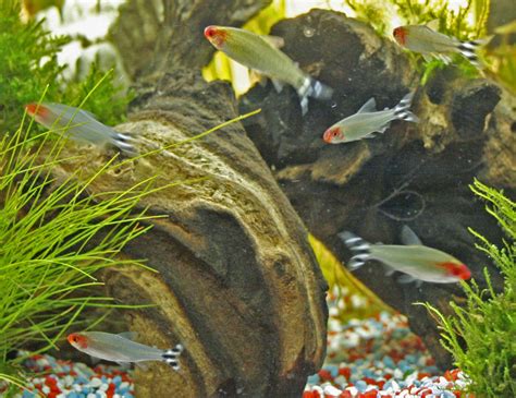 The Best Rummy Nose Tetra Tank Mates Crafting A Peaceful Aquarium