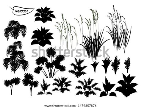 Vector Illustration Plant Contour Grass European Stock Vector Royalty Free 1479857876