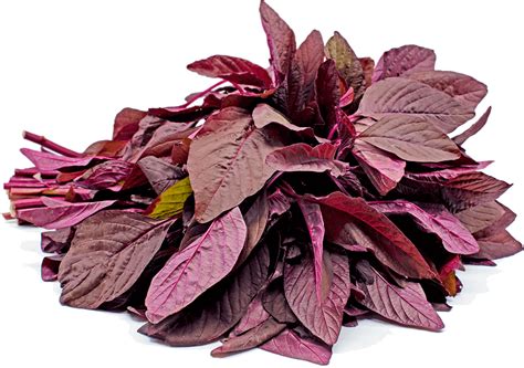 Bugga Red Amaranthus Farmr