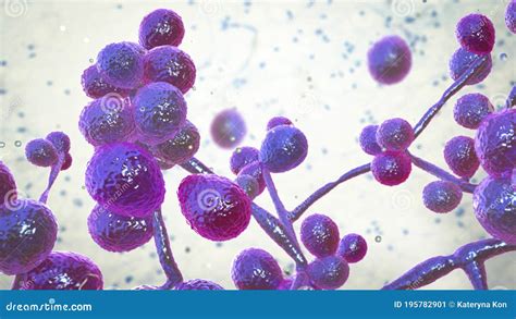 Candida Fungi Human Pathogenic Yeasts Stock Illustration Illustration Of Trichomonascus