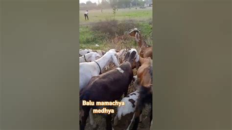 Balu Mamachya Medhya💫🙏jy Balumama Youtube