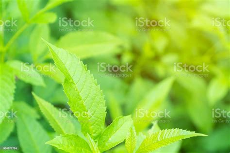 배경 및 배경 화면에 대 한 여름 햇빛에 정원에서 녹색 잎의 근접 촬영 자연 보기 와 함께 텍스트 메시지 또는 콘텐츠에 대 한