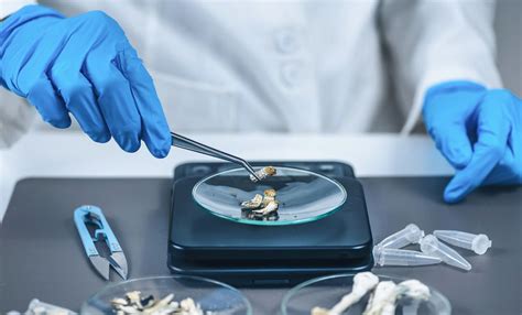 Investigadores Buscan Beneficios De Los Hongos Psicodélicos Para Tratar