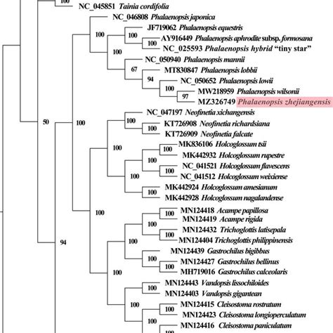 The Maximum Likelihood Tree Inferred From 41 Orchidaceae Complete