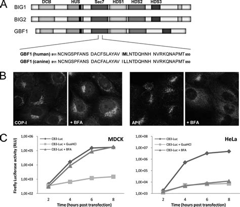 Bfa Does Not Affect Cvb3 Rna Replication In Mdck Cells Which Contain A